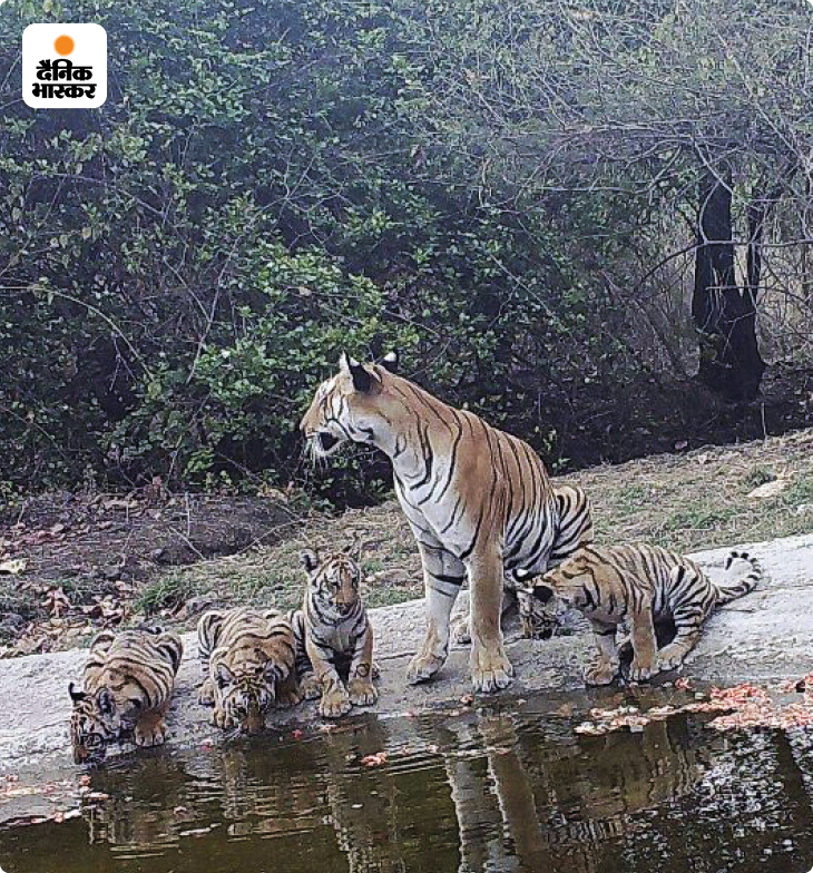 Tiger Vs Bhopal Kaliasot Forest Area; World Tiger Day Speical Story | Bhopal News | भोपाल के ...