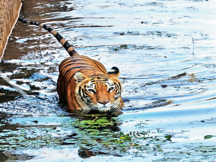 Seven hundred tigers are ours... Madhya Pradesh will become Tiger State ...