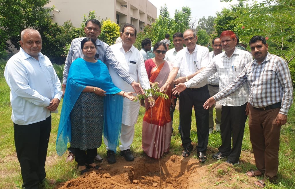 Plantation done in Mokhra village under Van Mahotsav | वन महोत्सव के ...