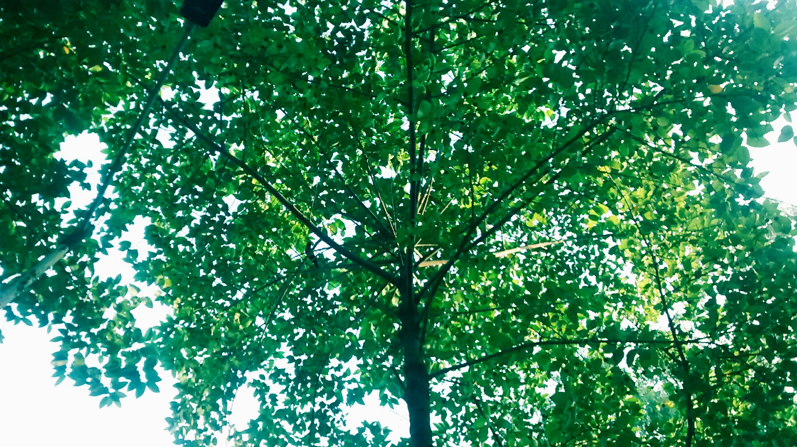 Kadamba trees will be planted on the Mathura Vrindavan road, the road ...