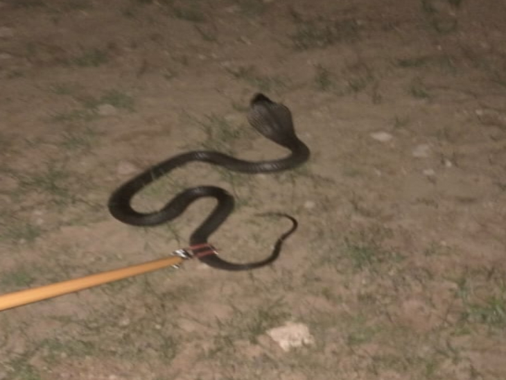 7 feet long snake rescued in 15 minutes, released in the forest ...