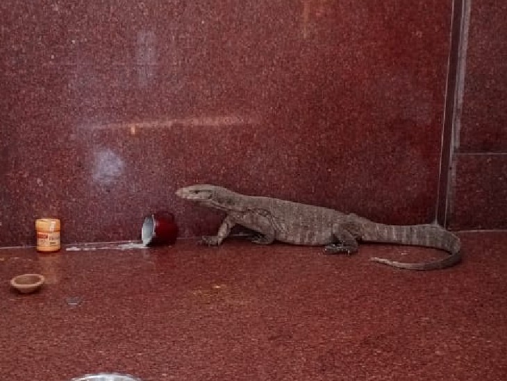 Goyra came in the material of worship, people doing kirtan got scared ...