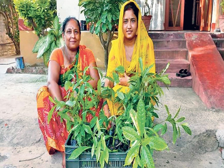 Ayodhya city will be equipped with Ramayana trees, Shivlingi, Rudraksh ...