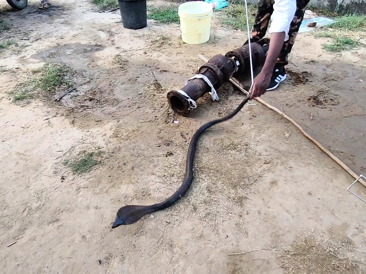 Fatehabad Village Bhodia Kheda Cobra Snake Farmer's House | फतेहाबाद ...