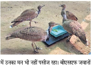 Tilor birds were brought to Jodhpur for treatment 3 years ago, despite ...