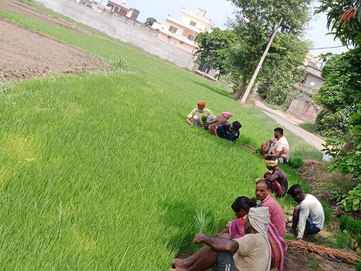 Jalandhar Flood Affected Area Farmers re-transplant Paddy Crop ...