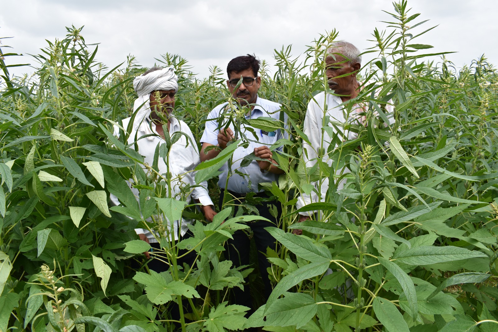 Outbreak of sap-sucking insects and bacterial diseases in sesame crop ...
