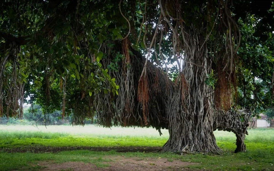 250 years old banyan tree near Dhadari village on Sagar road | सागर रोड ...