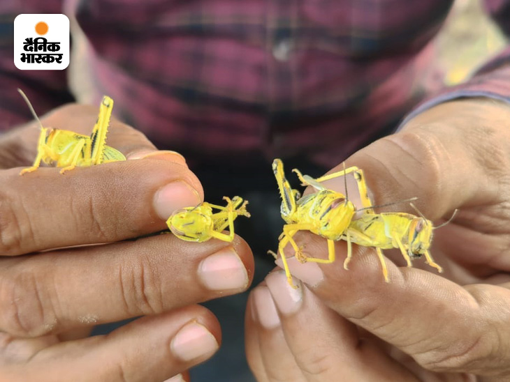 Rajasthan Tiddi Attack; Ground Report From Jaisalmer [Mohangarh ...