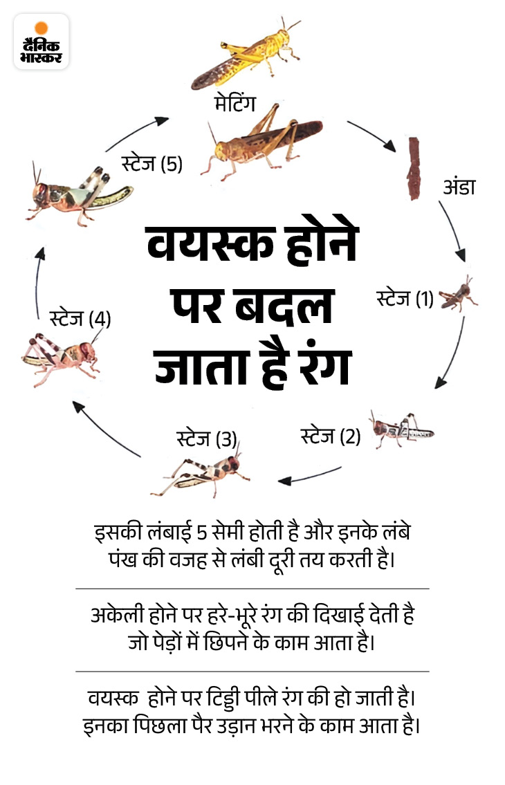 Rajasthan Tiddi Attack; Ground Report From Jaisalmer [Mohangarh ...