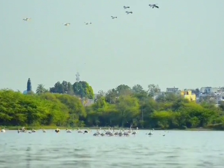 Bird Village Menar Talab Declared Wetland, menar talab in udaipur ...