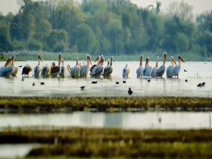 Bird Village Menar Talab Declared Wetland, menar talab in udaipur ...