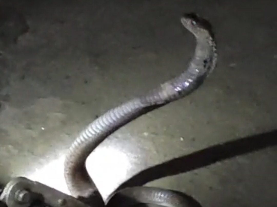 Suddenly a cobra came out in the middle of the road in bagaha | अचानक ...
