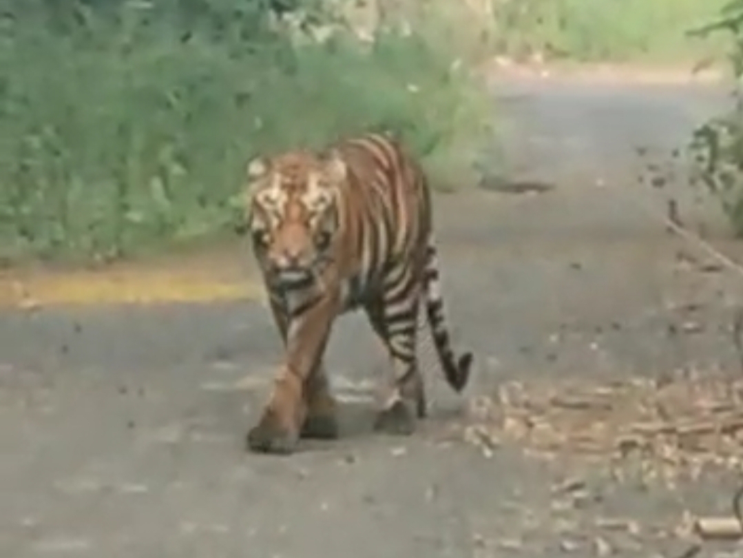 'Viral video of tiger not from Asirgarh area' | 'बाघ का वायरल VIDEO ...