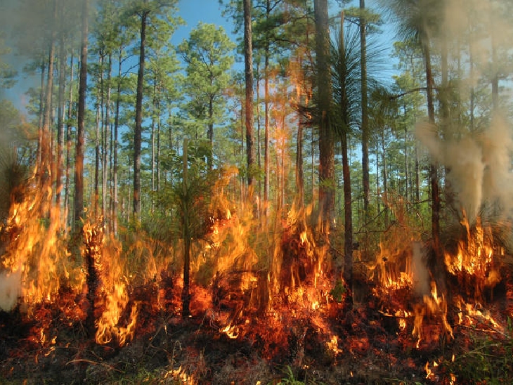 Wrath of Climate Change: Wildfires Forest fire can be stopped in the ...