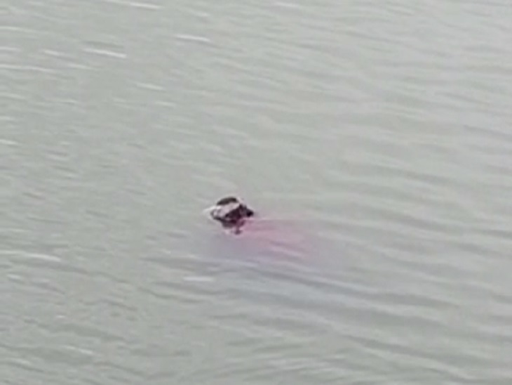 Unknown dead body found floating in Shivnath river | शिवनाथ नदी में ...