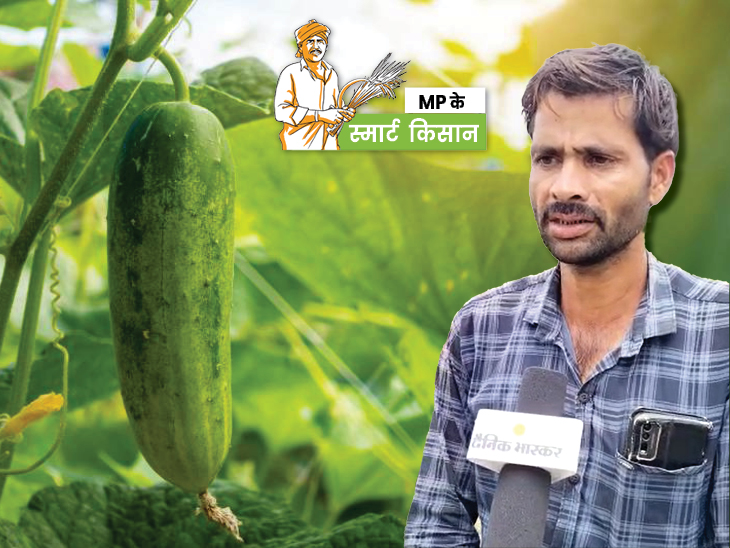 Cucumber Farming Process Explained; Kheere Ki Kheti | MP Ashoknagar ...