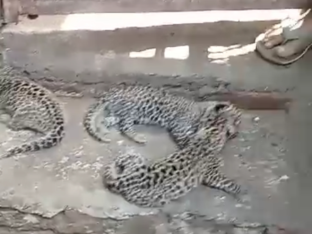 Three cubs of Guldar found in Bijnor forest | बिजनौर जंगल में मिले ...