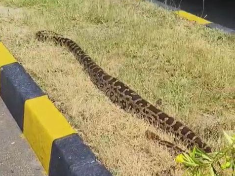 Python found unconscious on highway in Rajasthan's Pali | हाइवे पर 10 ...