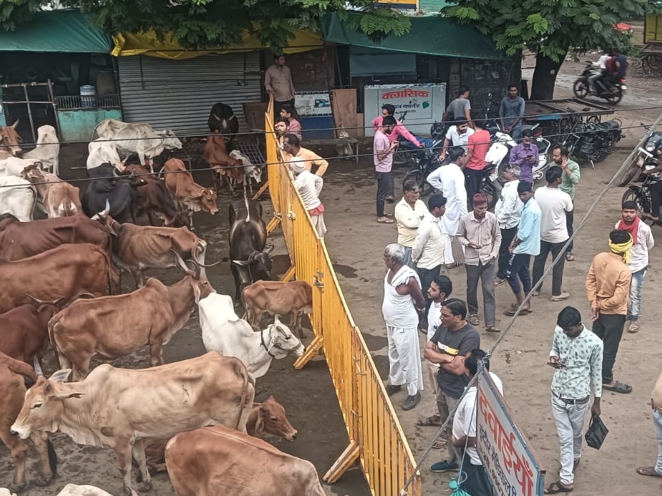 Car hits two cows, driver injured | दो गायों को कार ने टक्कर मारी ...
