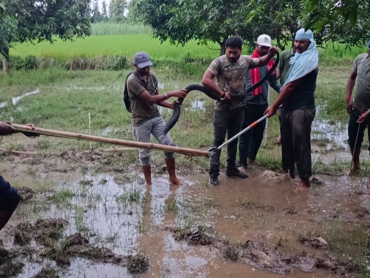 Bihar Cobra Rescue Viral Video; 12 Feet Snake Found In Bagaha