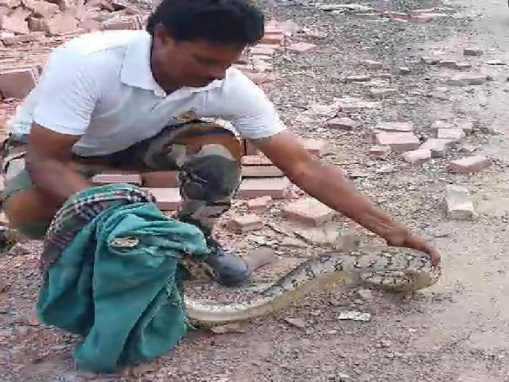 Rajasthan kota Rescue of 7 feet long python, Kota Barrage, Sakatpura ...