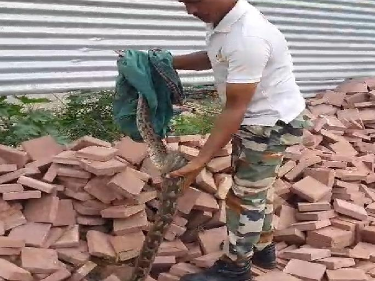 Rajasthan kota Rescue of 7 feet long python, Kota Barrage, Sakatpura ...