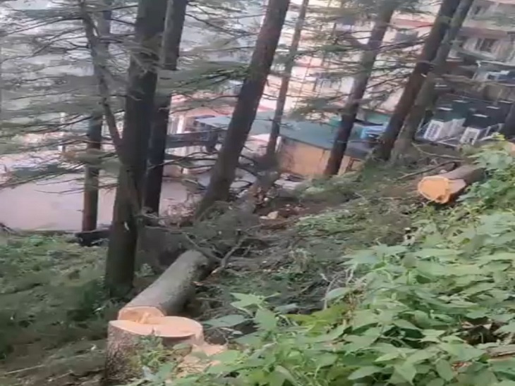 Shimla: Devadar tree felling | District administration accused of ...