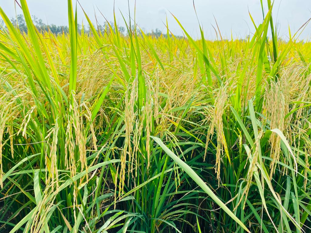 Early variety of paddy 1509 ripened and ready, grain started reaching ...