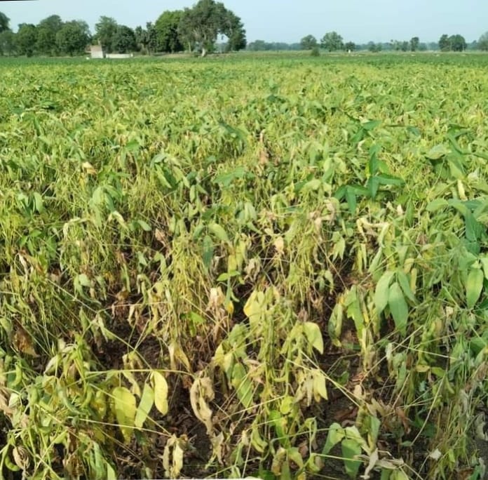Crops started withering due to lack of rain, farmers said - 60% loss ...