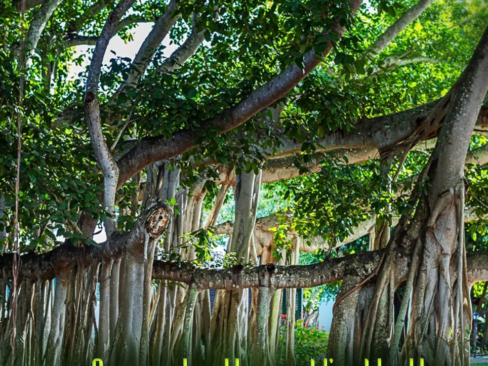 UP - World's oldest banyan tree in UP, tree found at Bulandhshahar ...