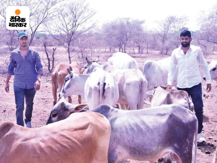 Rajasthan 007 0029 Gang Story; Raju Manju | Shyam Vishnoi Vishnaram ...