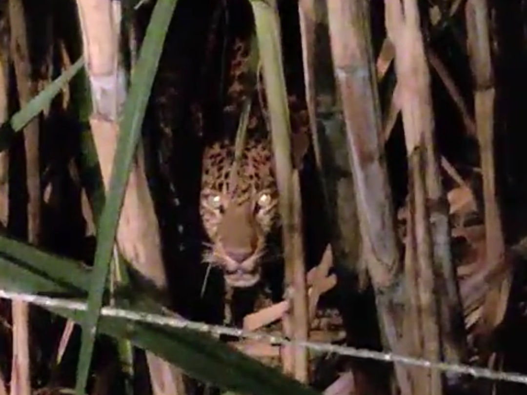 Guldar seen sitting in reed field in Chandpur