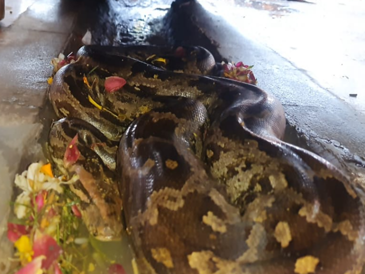 Rajasthan kota The priest doing Abhishek in the temple, senses flew ...