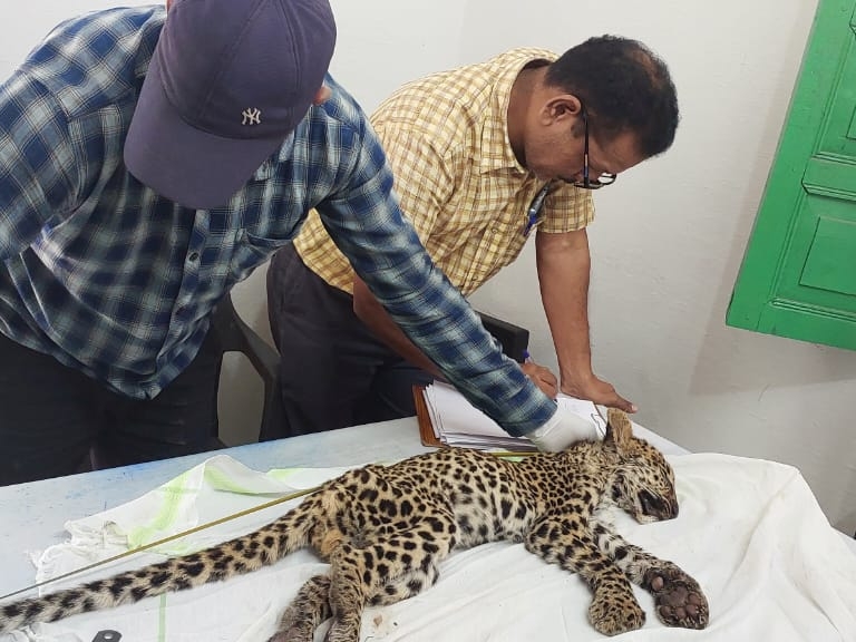 death of leopard cub, died during treatment due to organ failure ...