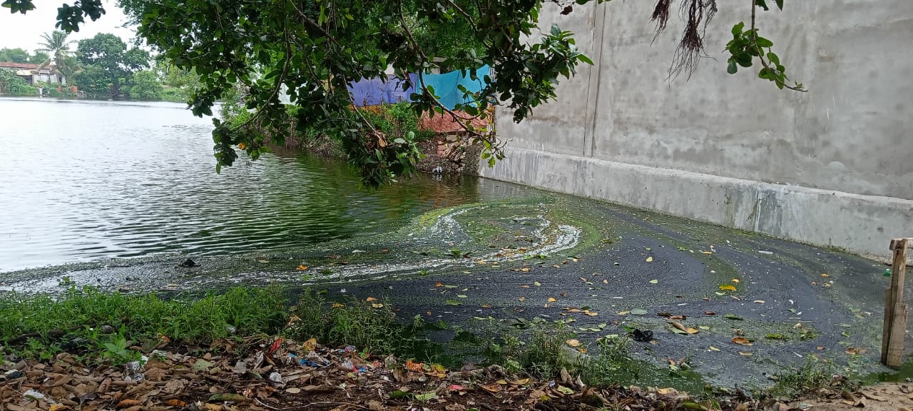 The people of Kari village are getting rid of the stench in the pond by ...