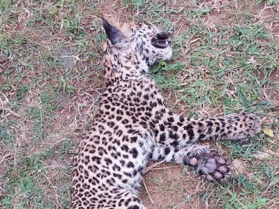 death of leopard cub, died during treatment due to organ failure ...