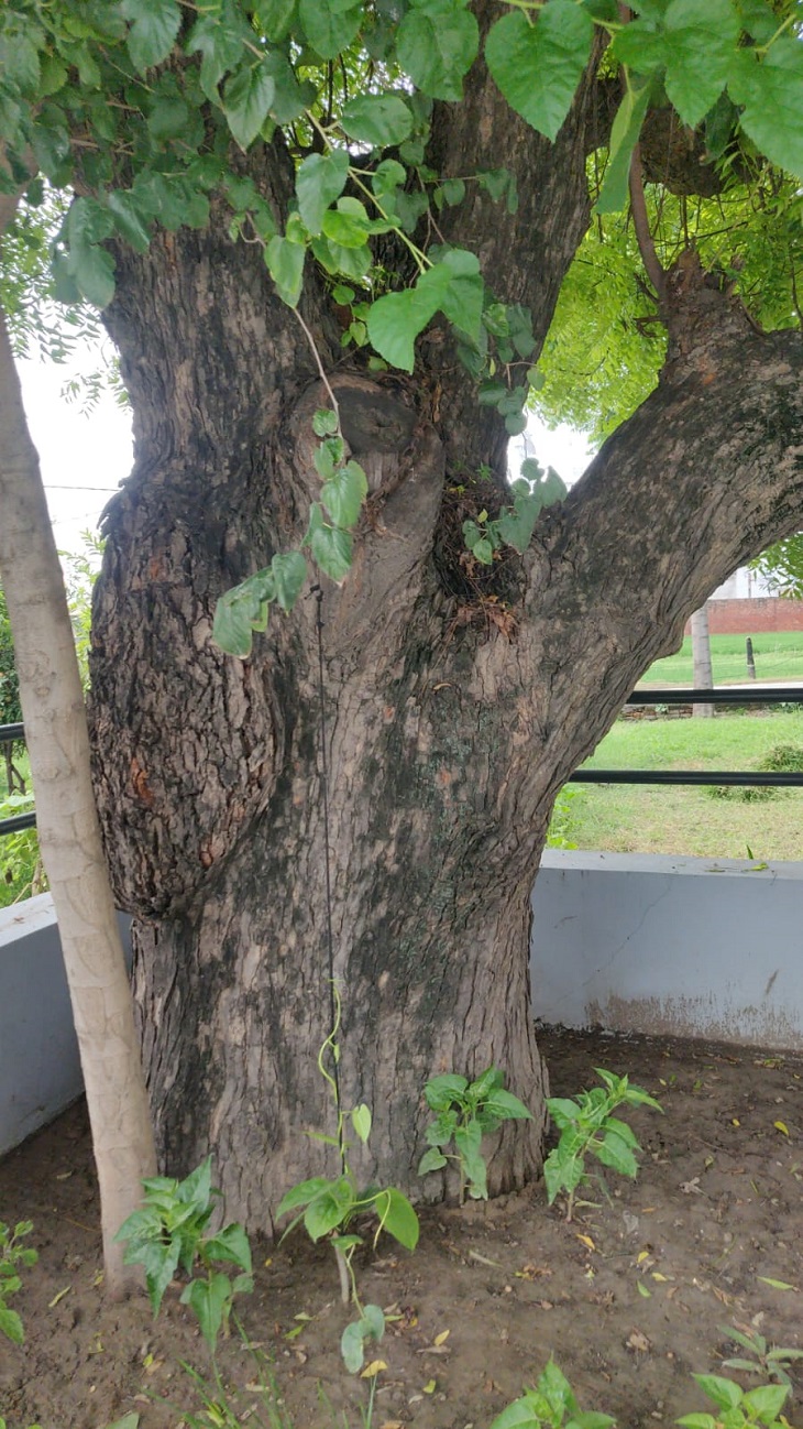 Panipat Forest Department Vayu Devta Pension Rs 2500 Haryana Tree ...