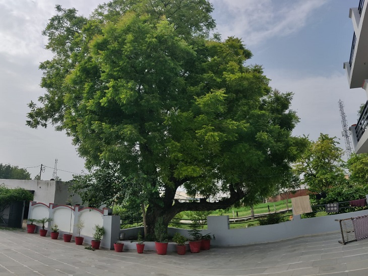 Panipat Forest Department Vayu Devta Pension Rs 2500 Haryana Tree ...