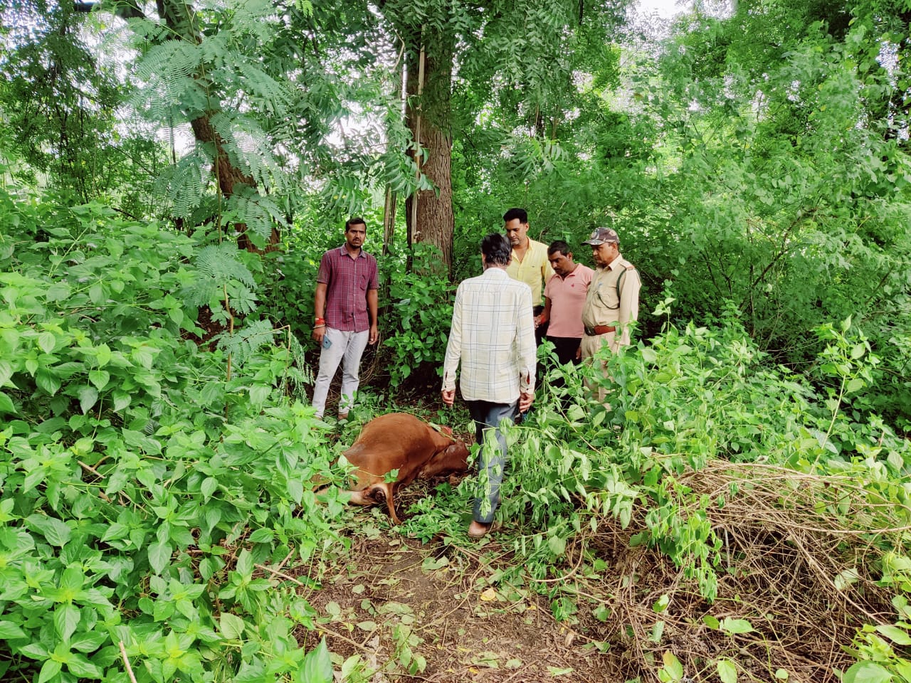 Panic spread due to knocking of leopard, leopard could not be caught ...