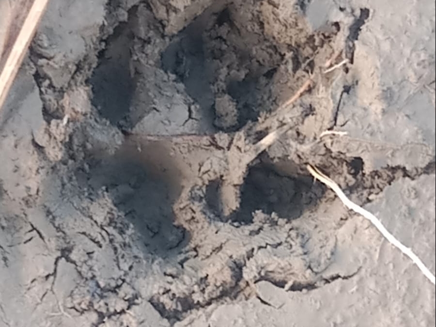 Leopard claw marks seen in fields in Baghpat | बागपत में खेत में दिखे ...