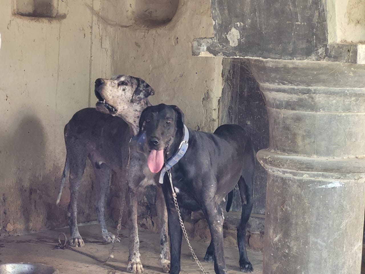 Atiq Ahmed Dogs Kallu Danny Caretakers; Who Is Taukeer | Prayagraj News