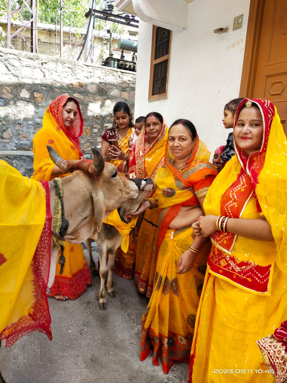 On Bachch Baras, women worshiped cow and calf and sought prosperity ...