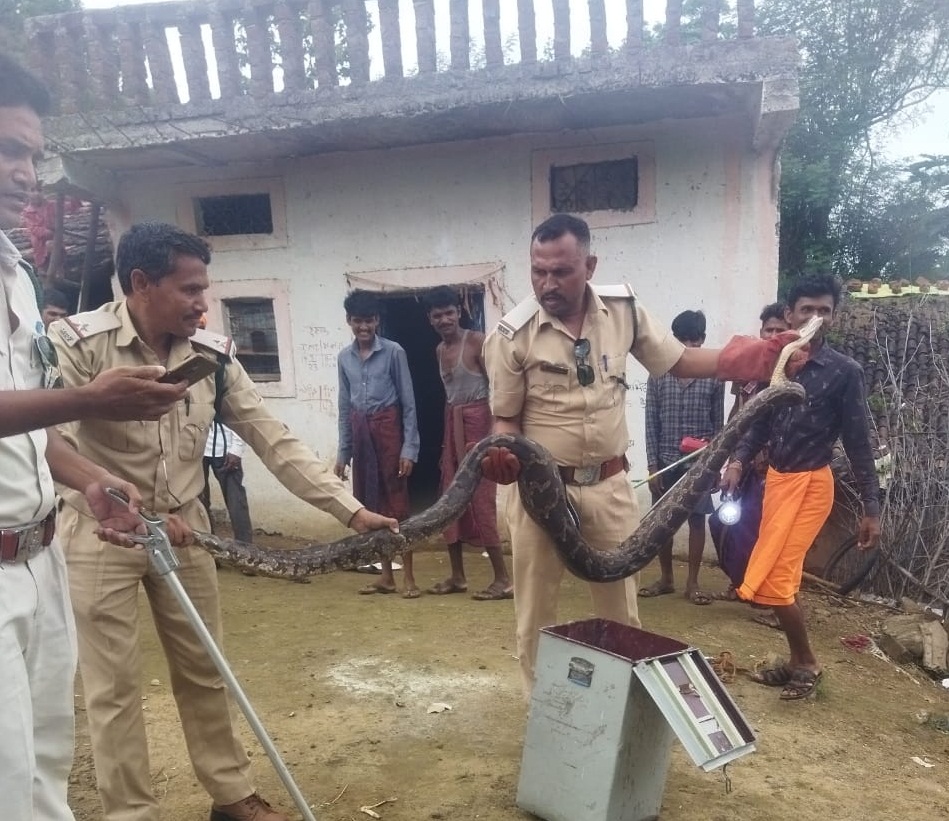 12 feet long python entered the house, swallowed 3 hens and 4 chicks ...