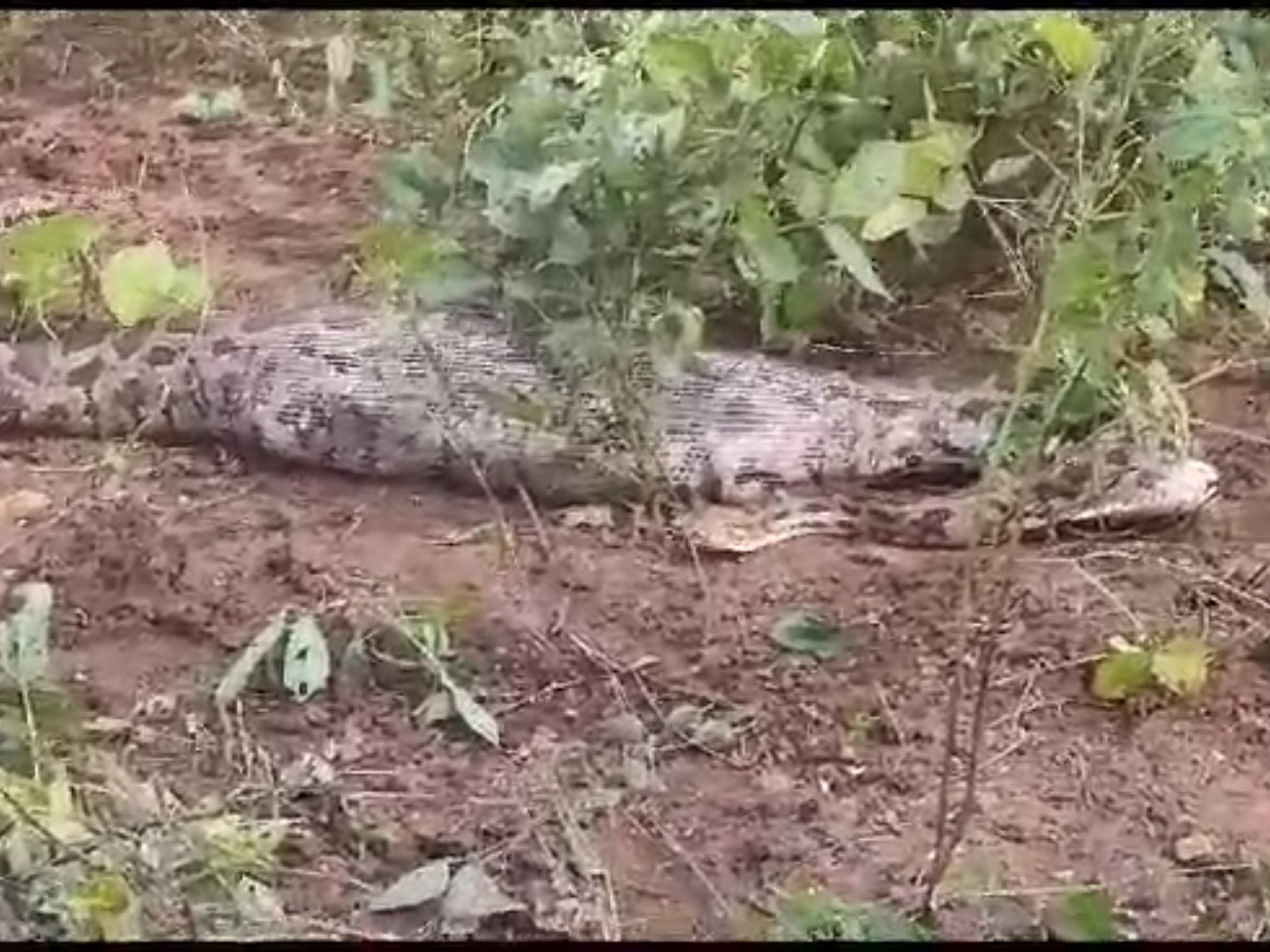 Python swallows Nilgai's calf, VIDEO | अजगर ने निगला नीलगाय का बछड़ा ...