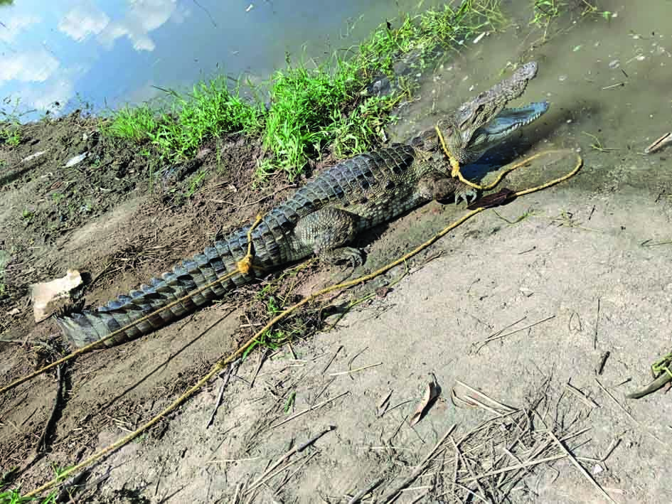 Seven feet long crocodile found in canal, released in Chambal after one ...