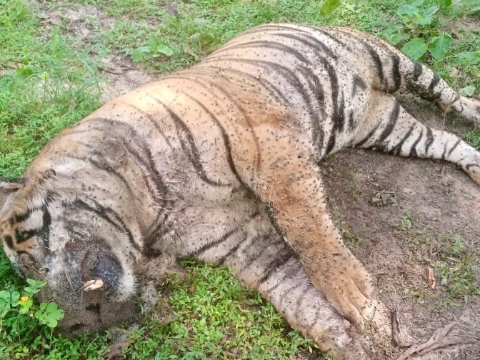 Tiger dies in BTR | बीटीआर में बाघ की मौत: शव के पास मिले दूसरे बाघ के ...