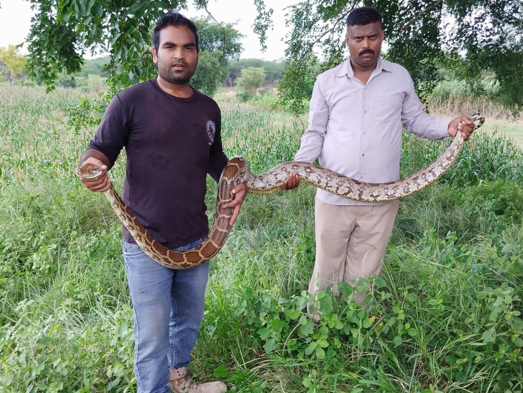 15 feet long python seen in field in Agra | आगरा में खेत में दिखा 15 ...