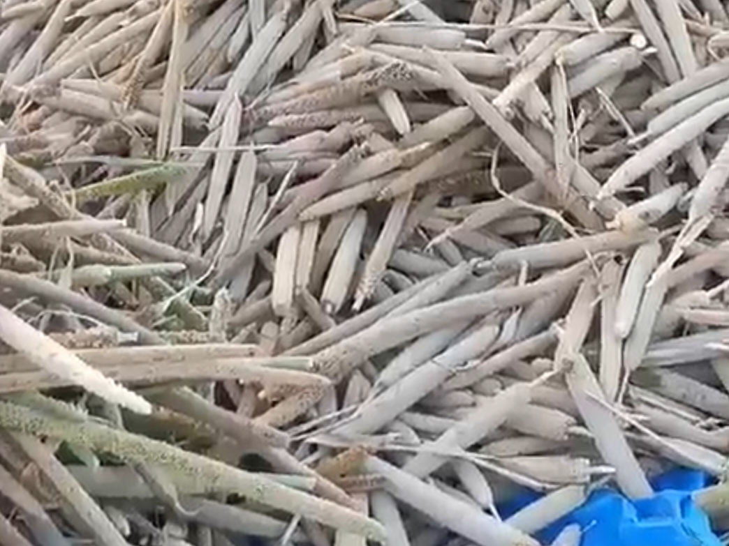 Mahendragarh- Village Sisoth farmer desi millet foot long sita ...