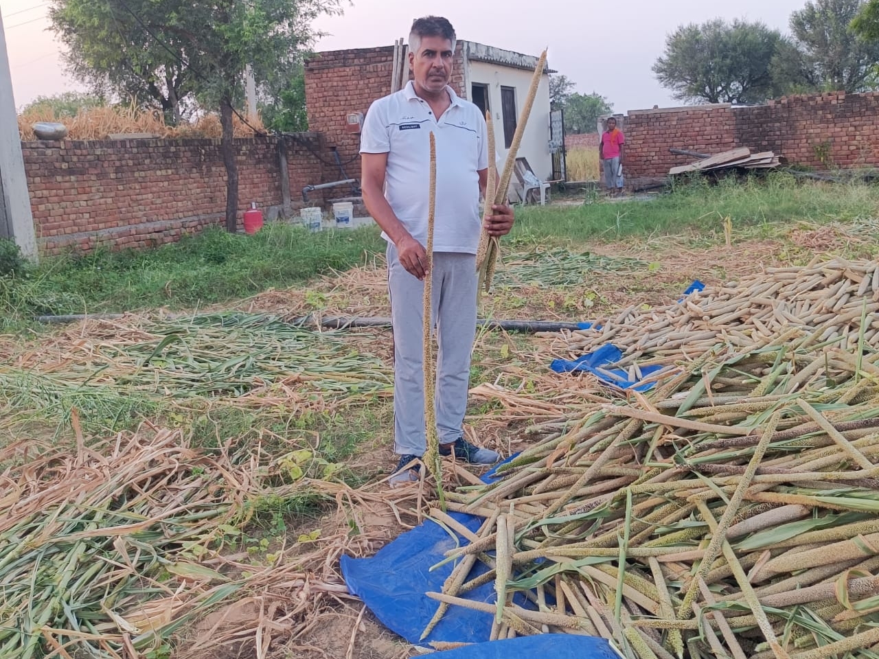 Mahendragarh- Village Sisoth farmer desi millet foot long sita ...